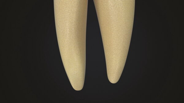 Human Teeth Lower Second Molar - 3D Models for Professionals :: adept3D