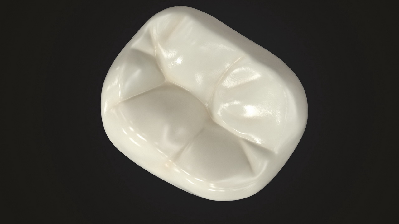 Human Teeth Lower Second Molar - 3D Models for Professionals :: adept3D