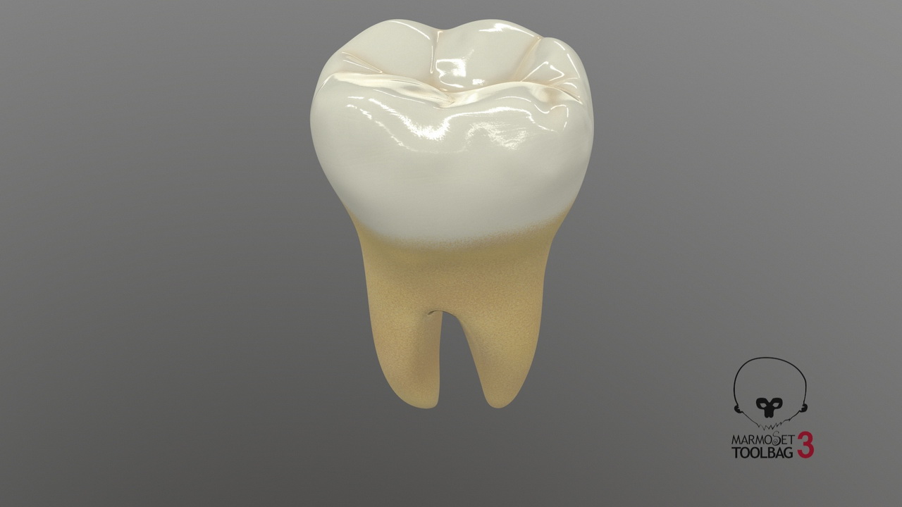 Human Teeth Lower Second Molar - 3D Models for Professionals :: adept3D