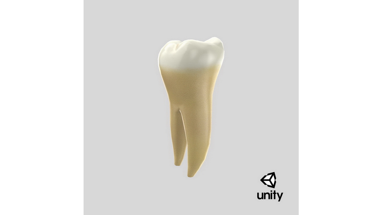 Human Teeth Lower Second Molar - 3D Models for Professionals :: adept3D