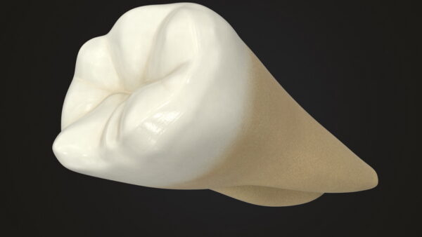 3D model Human Teeth Lower First Molar - 3D Models for Professionals ...
