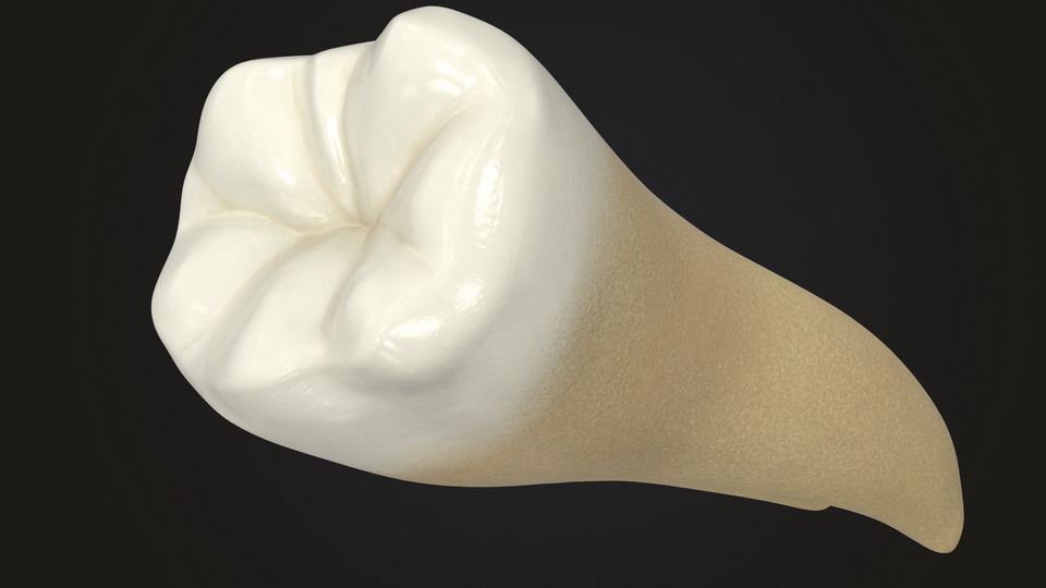 3D model Human Teeth Lower First Molar - 3D Models for Professionals ...