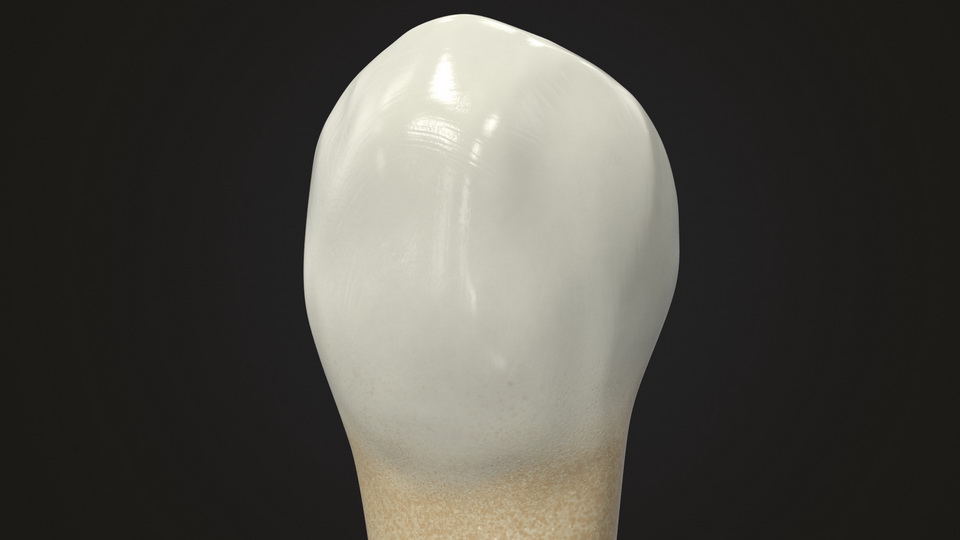 3D model Human Teeth Lower First Premolar - 3D Models for Professionals ...