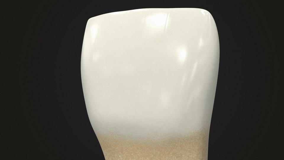 Human Teeth Lower Lateral Incisor model - 3D Models for Professionals ...