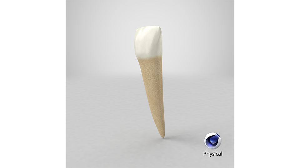 Human Teeth Lower Lateral Incisor model - 3D Models for Professionals ...