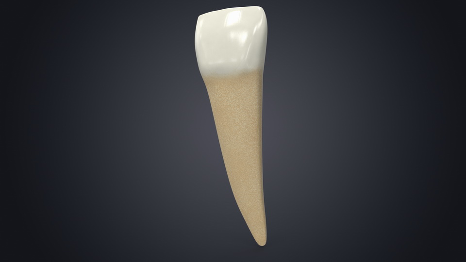 Human Teeth Lower Lateral Incisor model - 3D Models for Professionals ...