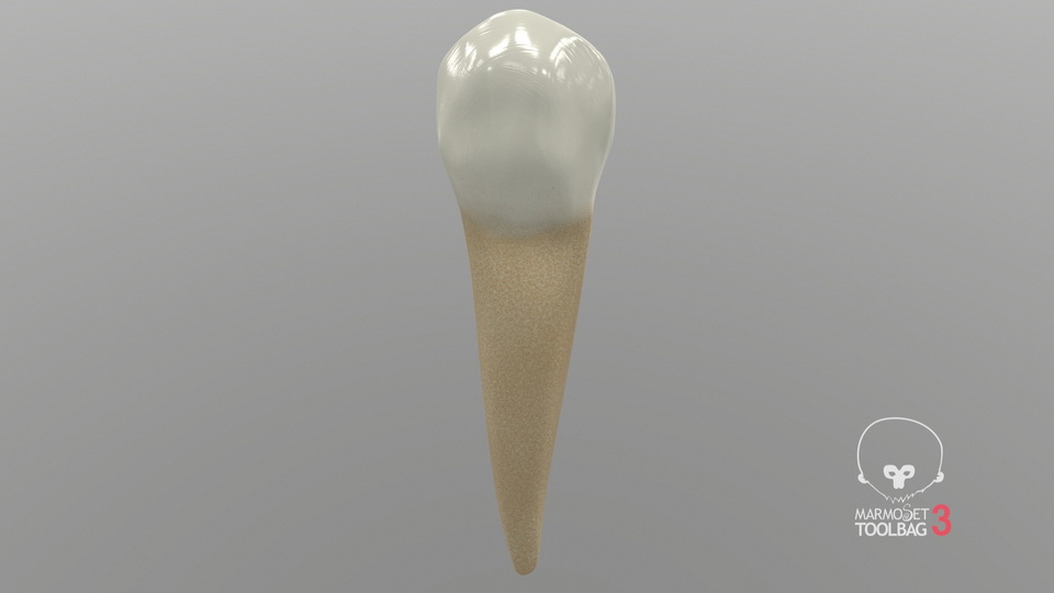 3D model Human Teeth Lower First Premolar - 3D Models for Professionals ...