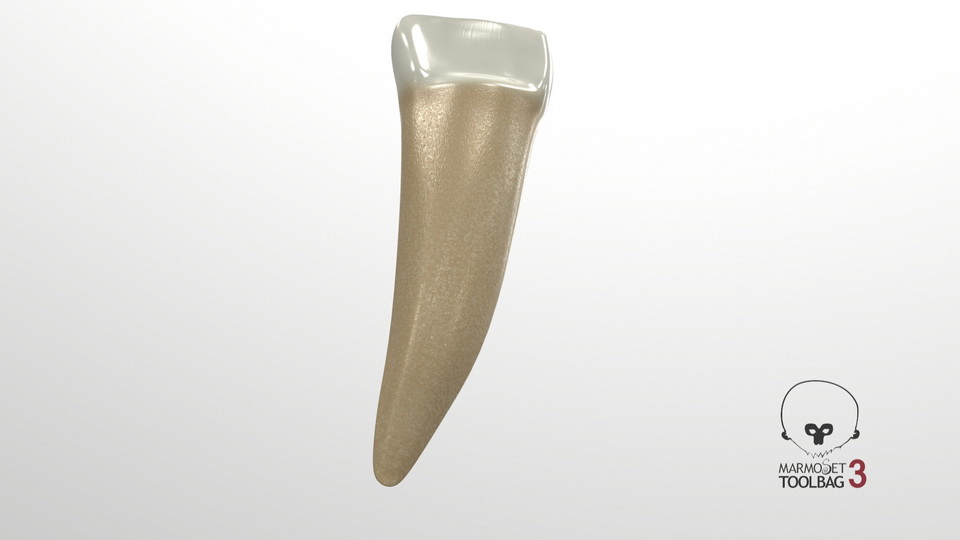 Human Teeth Lower Lateral Incisor model - 3D Models for Professionals ...