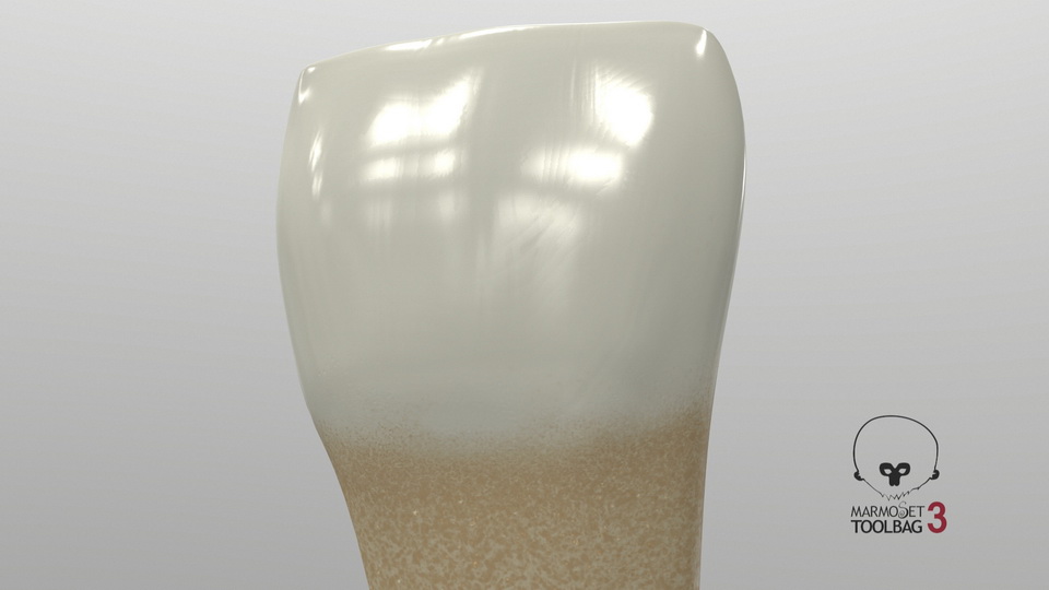 Human Teeth Lower Lateral Incisor model - 3D Models for Professionals ...