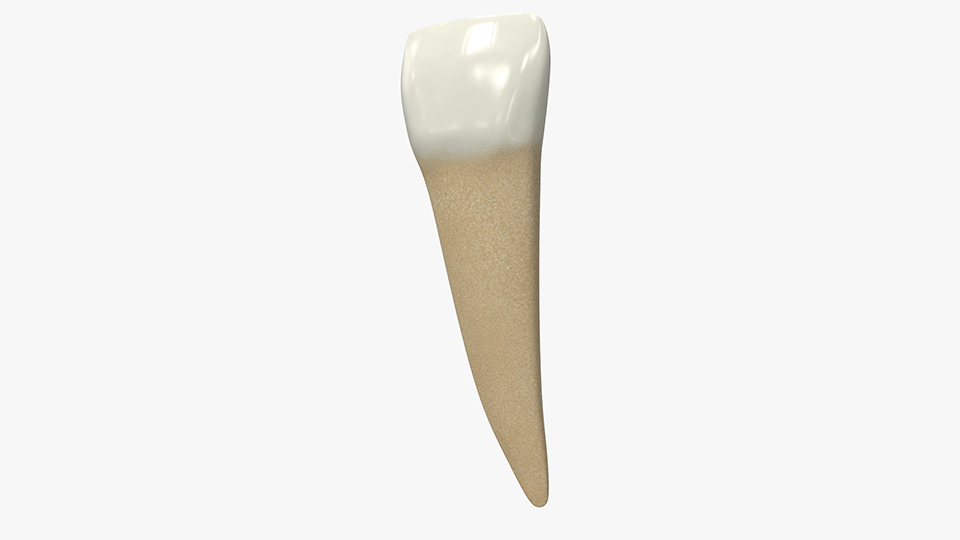 Human Teeth Lower Lateral Incisor model - 3D Models for Professionals ...