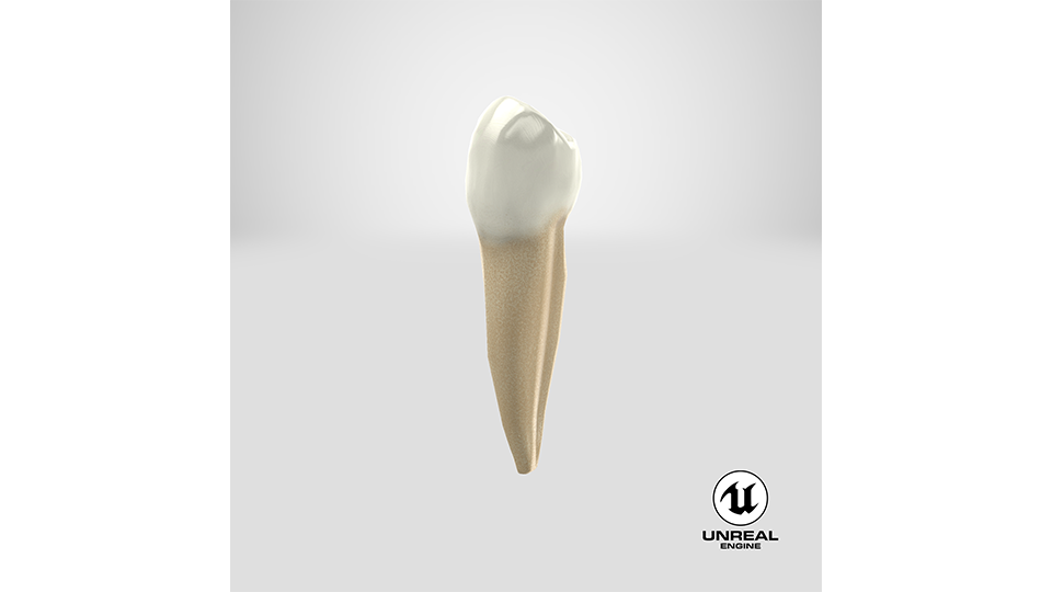3D model Human Teeth Lower First Premolar - 3D Models for Professionals ...