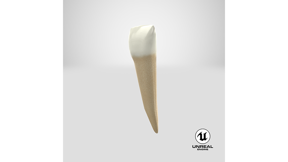 Human Teeth Lower Lateral Incisor model - 3D Models for Professionals ...