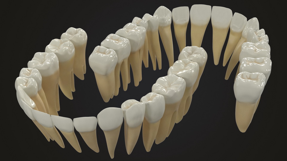 Realistic Teeth Permanent Dentition - 3D Models for Professionals ...