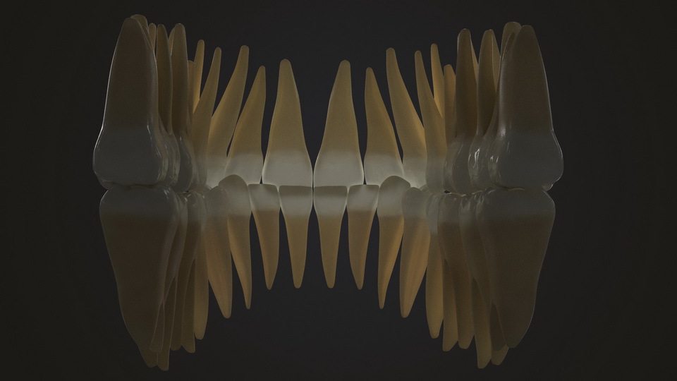 Realistic Teeth Permanent Dentition - 3D Models for Professionals ...