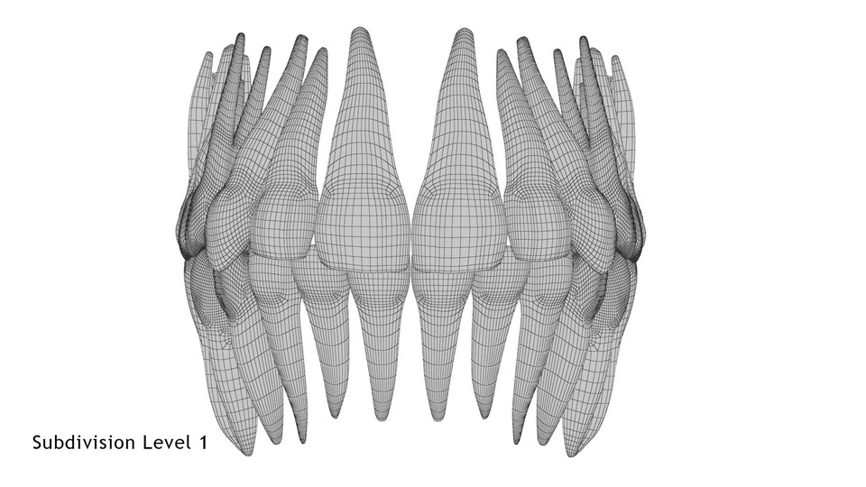 Realistic Teeth Permanent Dentition - 3D Models for Professionals ...