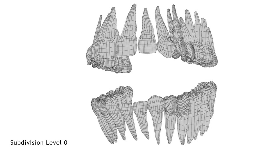 Realistic Teeth Permanent Dentition - 3D Models for Professionals ...