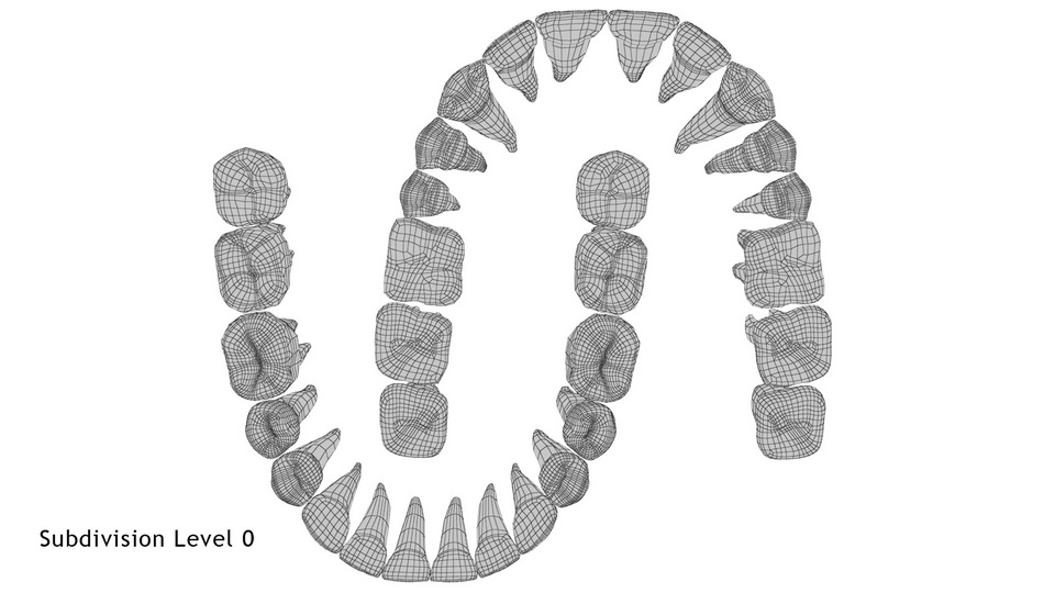 Realistic Teeth Permanent Dentition - 3D Models for Professionals ...