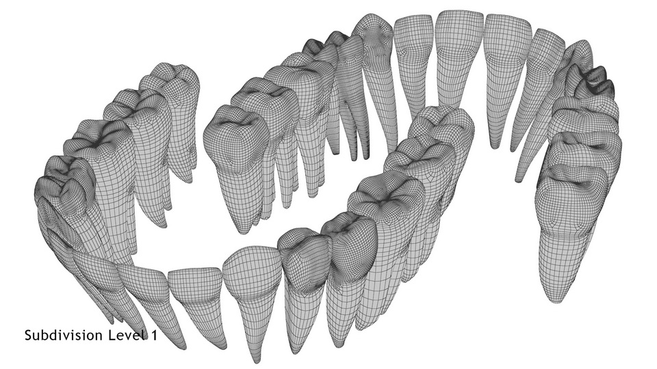 Realistic Teeth Permanent Dentition - 3D Models for Professionals ...
