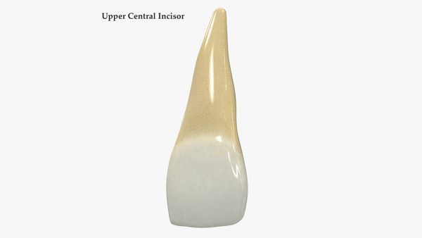 3D Realistic Human Teeth Collection - 3D Models for Professionals :: adept3D