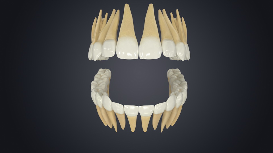 Realistic Teeth Permanent Dentition - 3D Models for Professionals ...