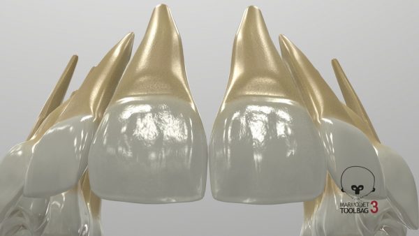 Realistic Teeth Permanent Dentition - 3D Models for Professionals ...